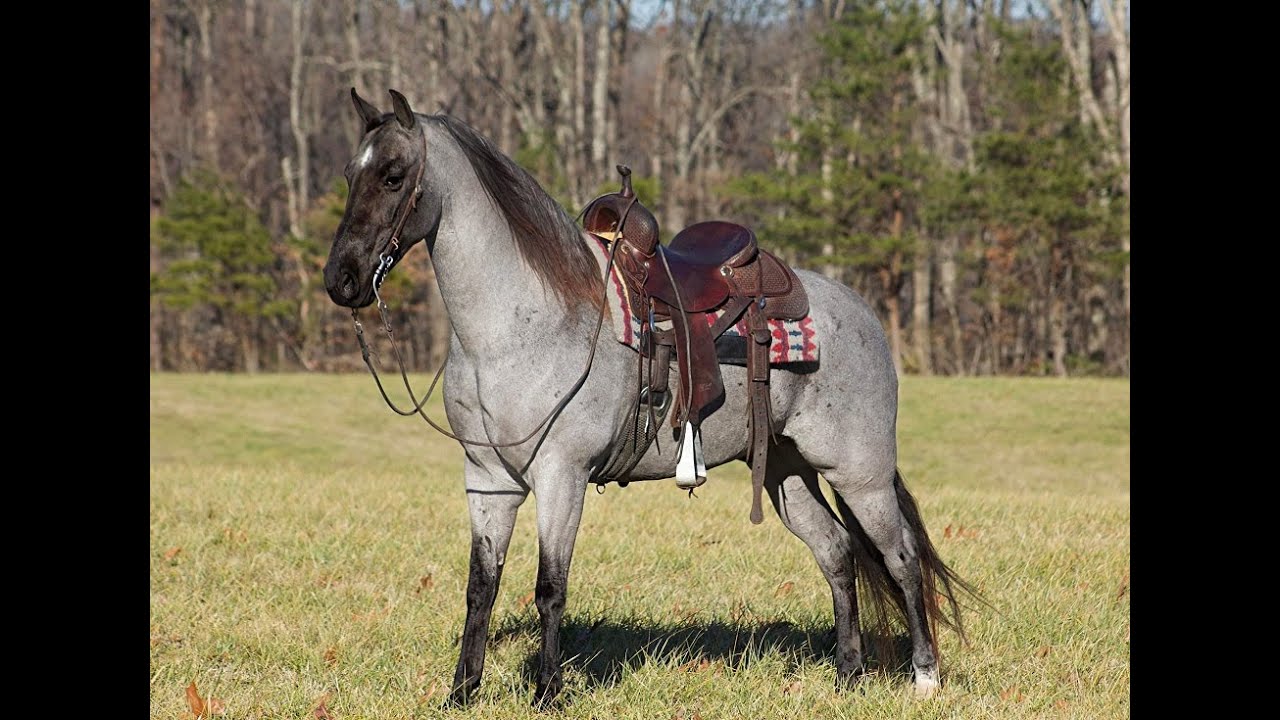 Blue Roan Tennessee Walking Gaited Trail Horse Gelding - YouTube