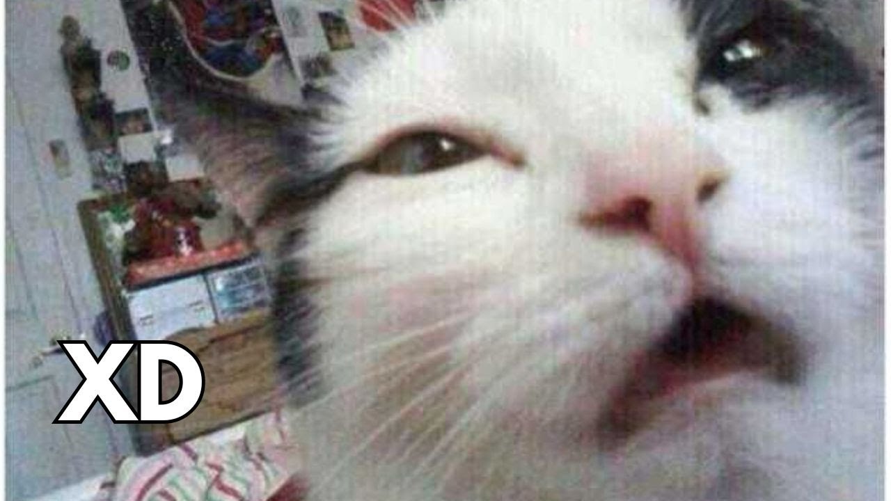 Si te ríes, lo siento ya perdiste, memes graciosos. - YouTube