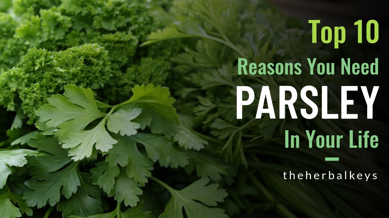 Parsley Power: 10 Reasons This Herb Belongs in Your Home & Garden ...