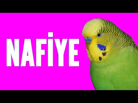 NAFİYE Kuşun Senin Adını Söylesin - Muhabbet Kuşu Konuşturma Egzersizi Ses Kaydı