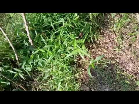 mancing ikan nila lokal