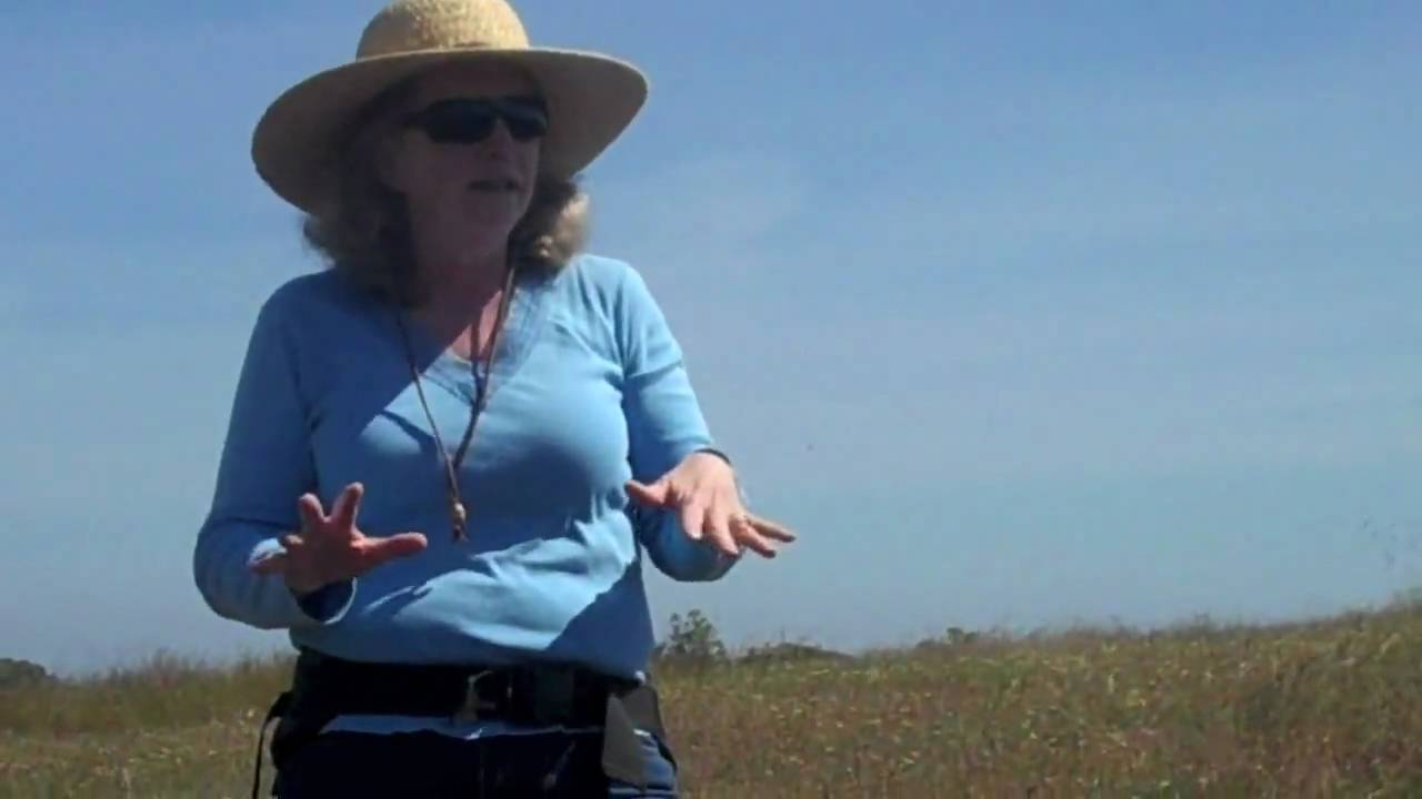 KQED Climate Watch: Carol Boggs on the Bay Checkerspot Butterfly - YouTube