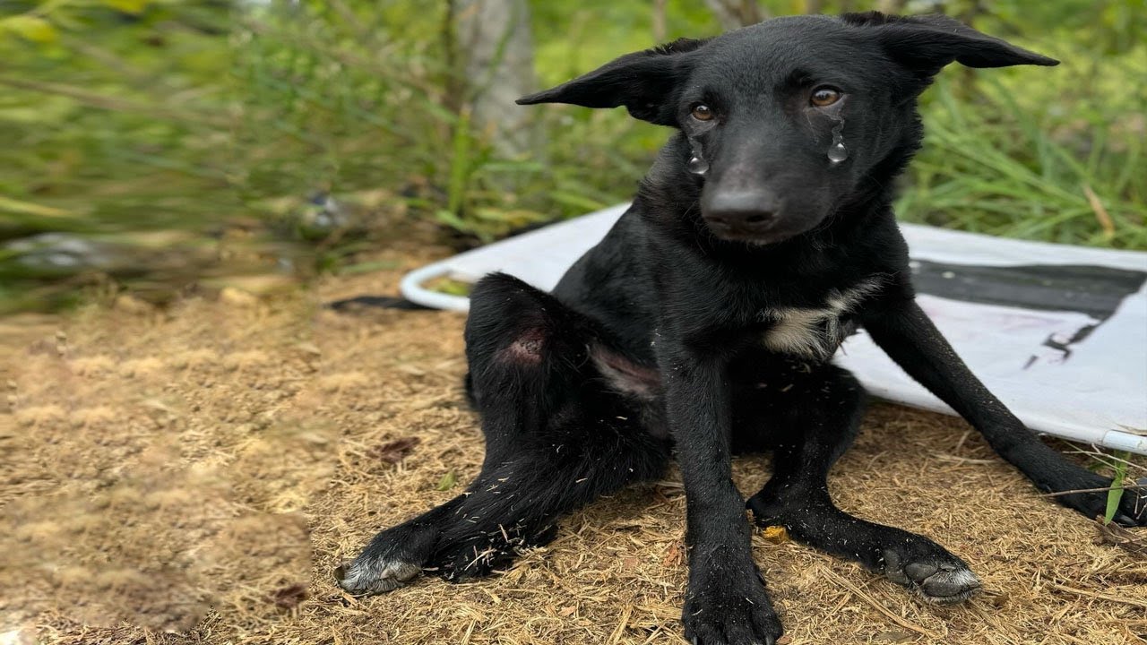 From doubt, that dog trusted us absolutely after a huge shock in his ...