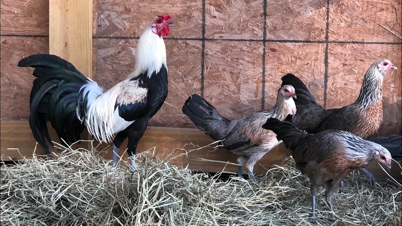 Gallos Giros De “Buchos Gamefarm” - YouTube