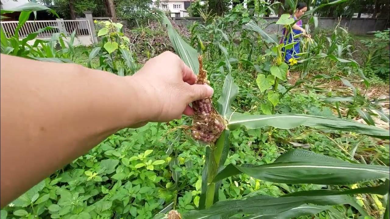 Dlais (Ntais) Pob Kws Ua Ncuav Noj (26/07/2024) - YouTube