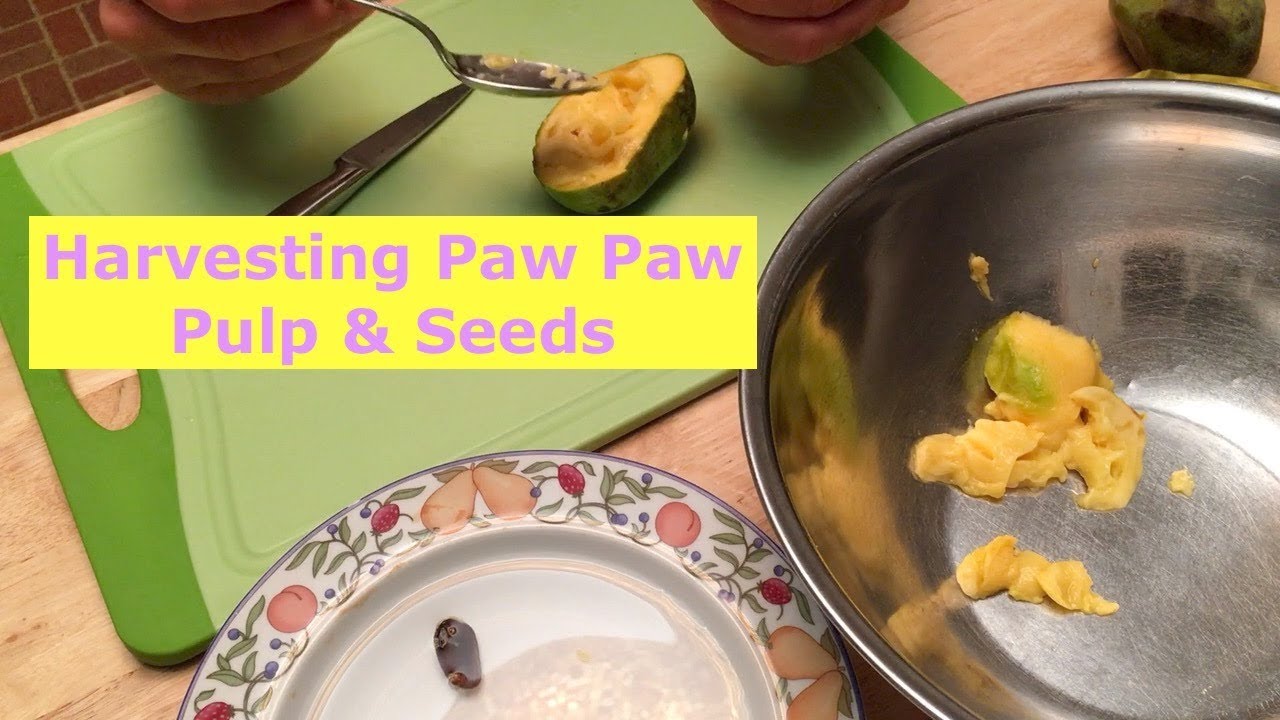 Harvesting Paw Paw Pulp Harvesting Paw Paw Seeds - YouTube
