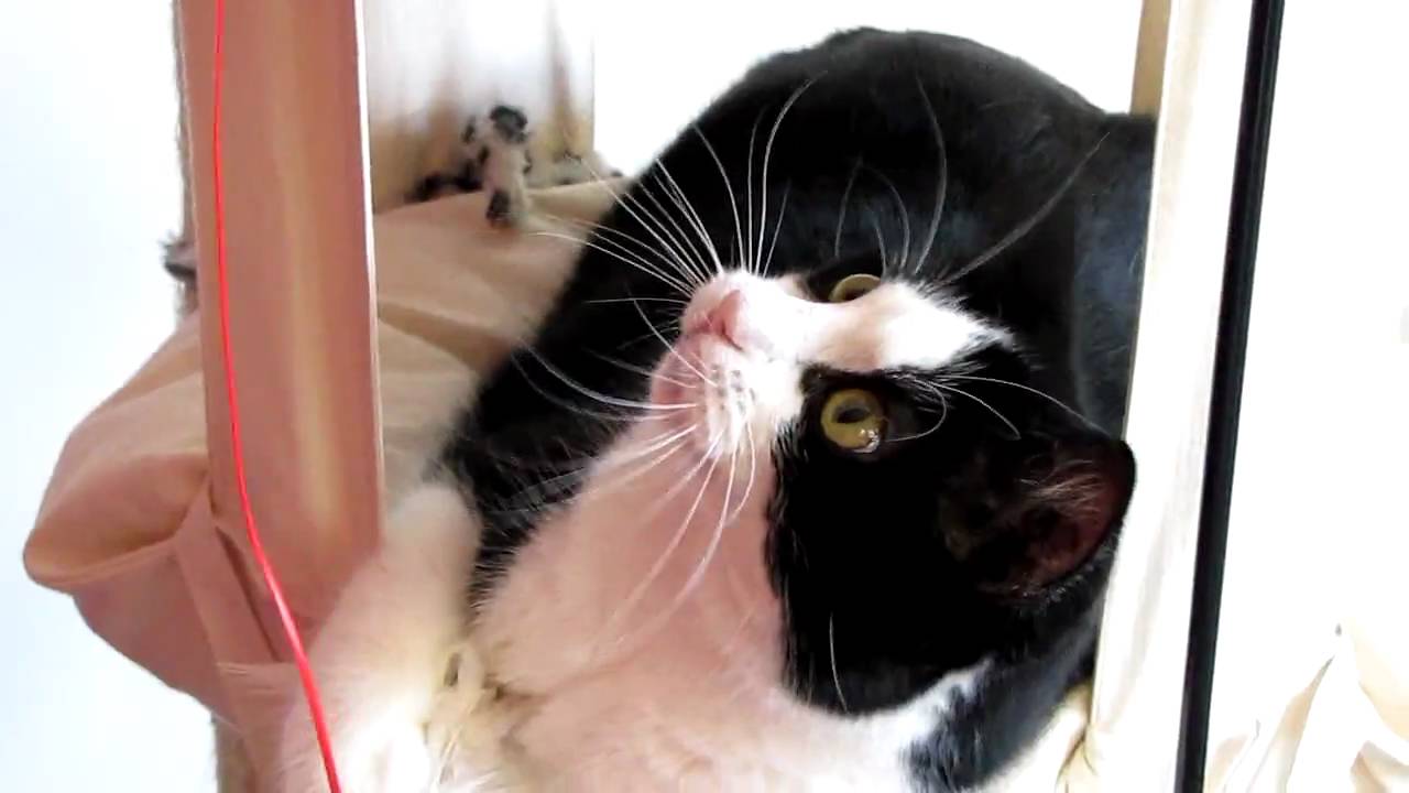 Binkie in the cats trapeze - YouTube