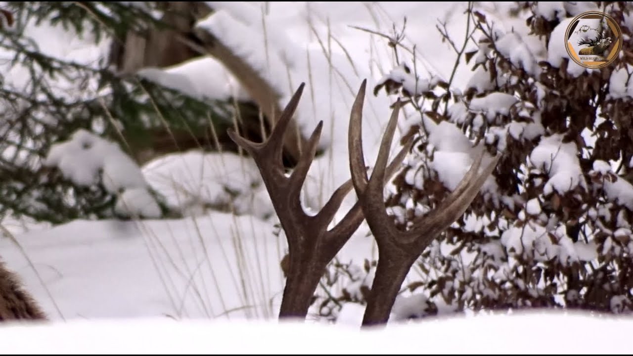 Pe urmele sălbăticiunilor 1 - Tracking the wild animals 1 Cerbi ...