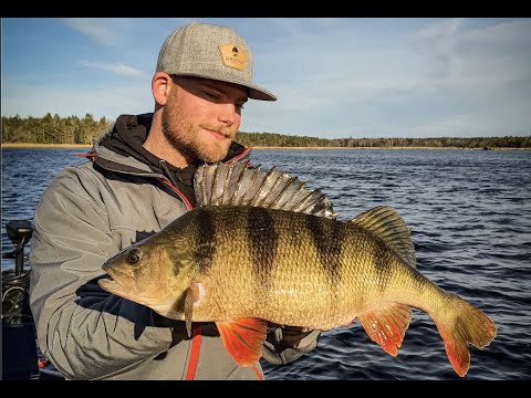 Perch Fishing With Westin and Daniel Nilsson - YouTube