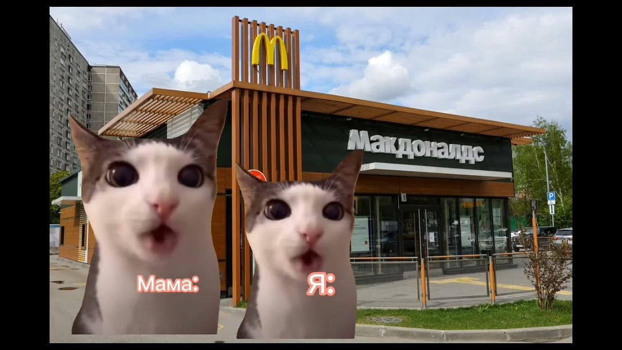 Кошачья жизнь (4 часть) Пишите делать 5 часть? - YouTube