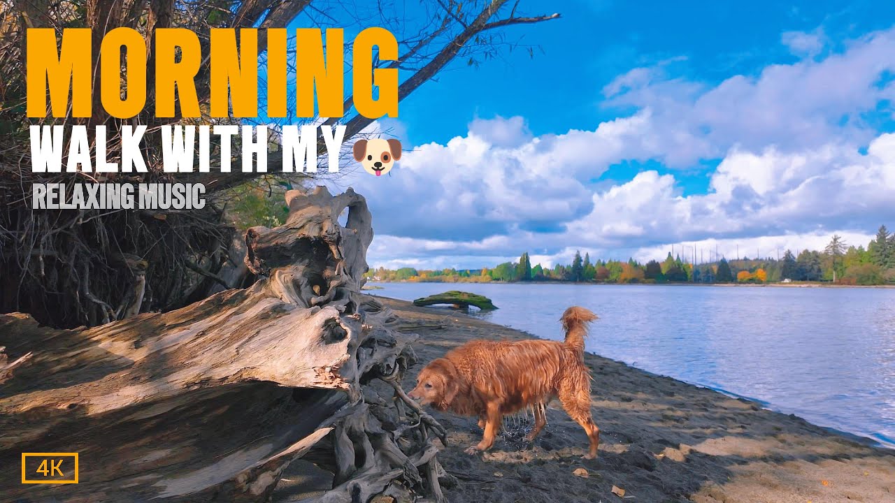 4K Virtual Dog Walk with Relaxing Music 🍁 l 강아지 산책ㅣ힐링영상 - YouTube