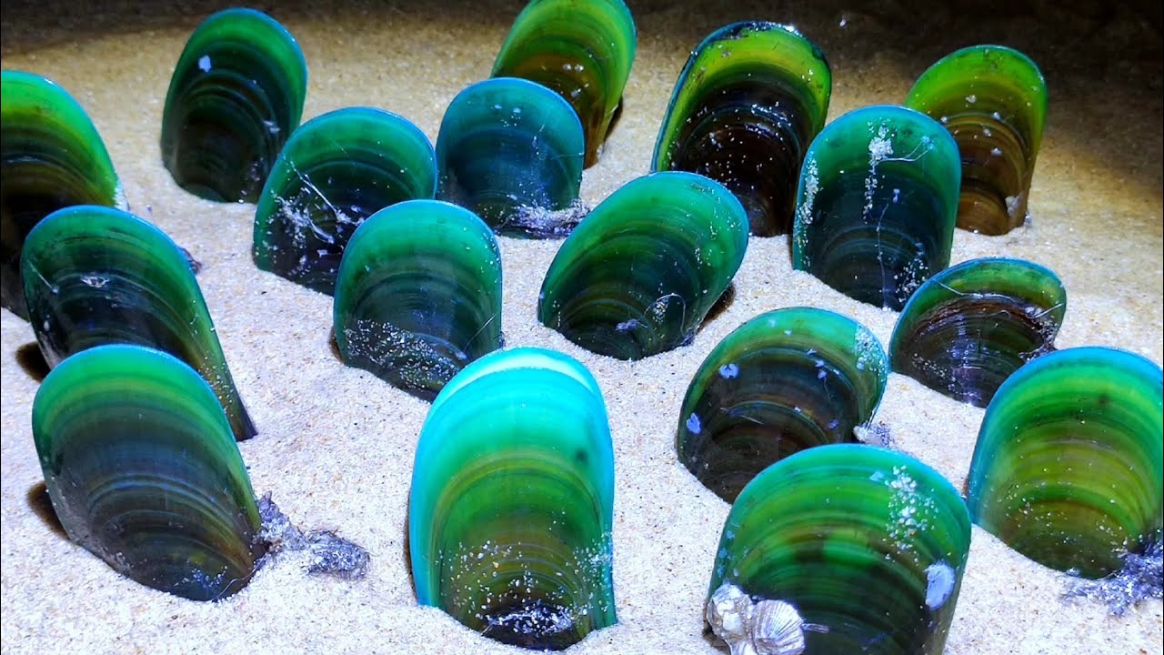 Pearl emerald shells gather together. The pearls this time are big and ...