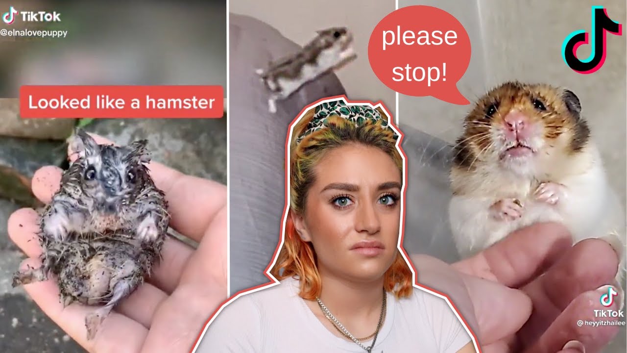 TikTokers Abuse Hamsters For Views - YouTube