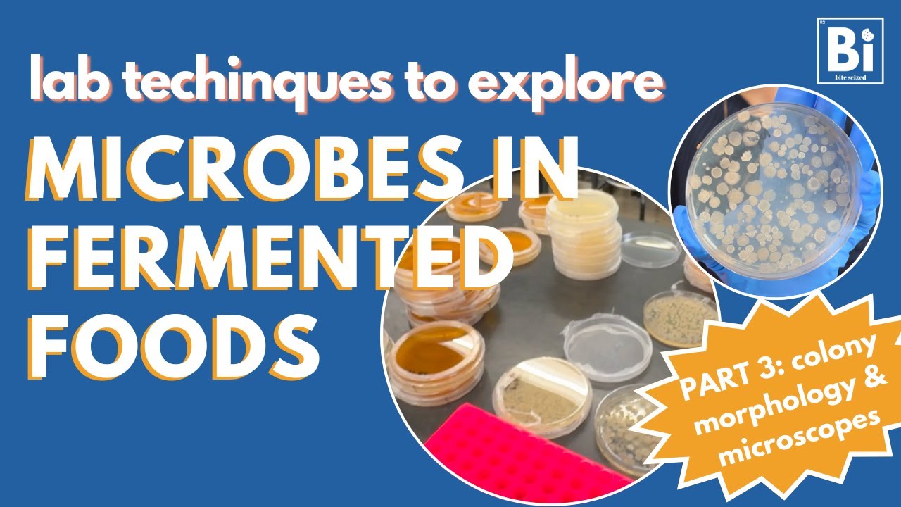 Lab Techniques to Explore Microbes in Fermented Products: Part 3 ...