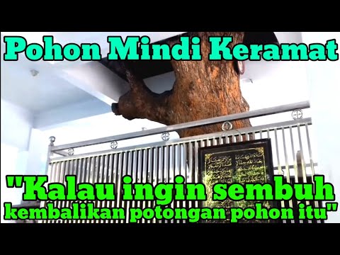 POHON MINDI KERAMAT DI MAKAM MBAH ABDURRAHMAN SEGOROPURO PASURUAN-# ...