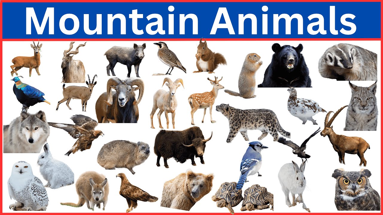 Most FASCINATING Mountain Animals You Need To See! - YouTube