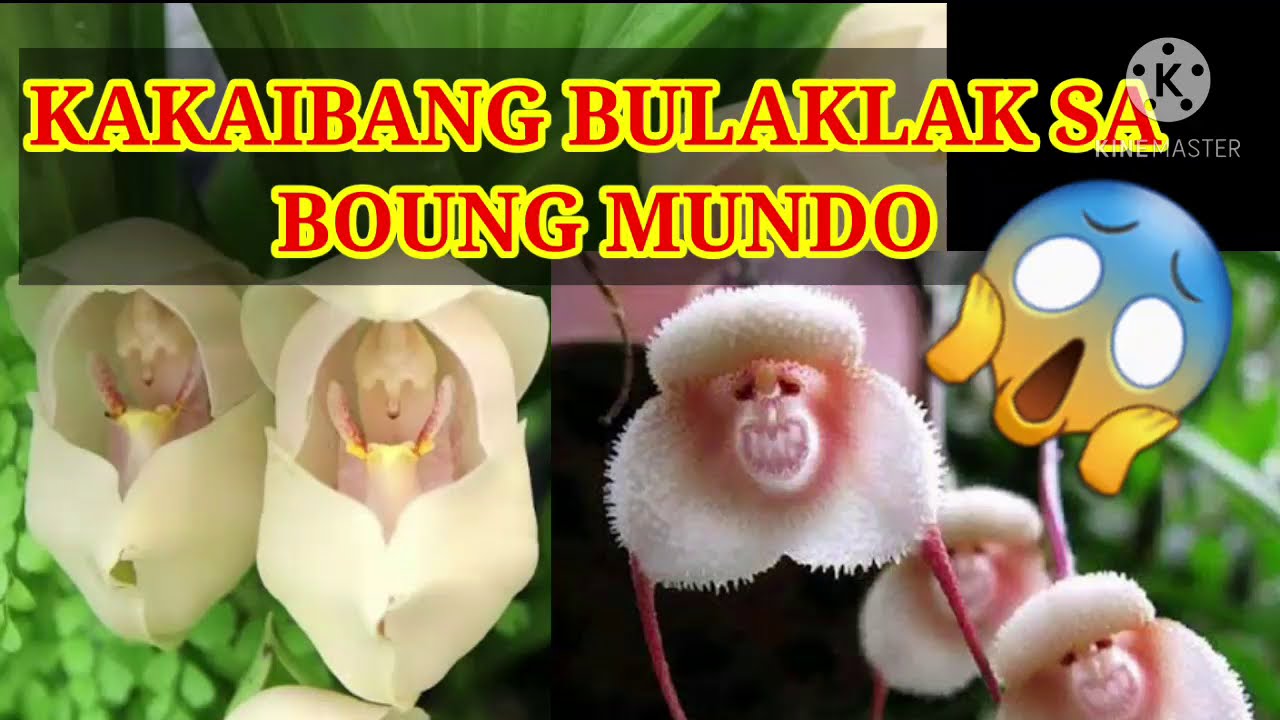 FLOWER 101: PINAKA MAGANDANG BULAKLAK SA BUONG MUNDO | THE MOST STRANGE ...