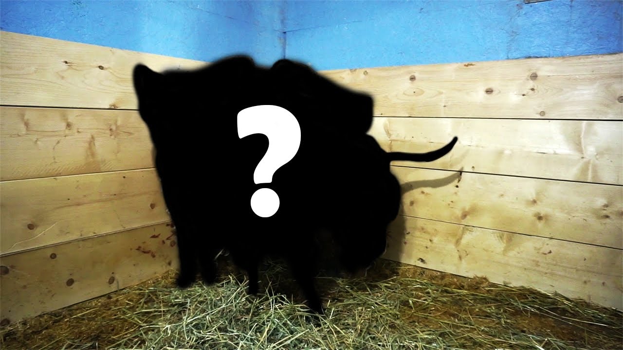 We Have Been Keeping Secret Animals - Angora Goat Rescue - YouTube