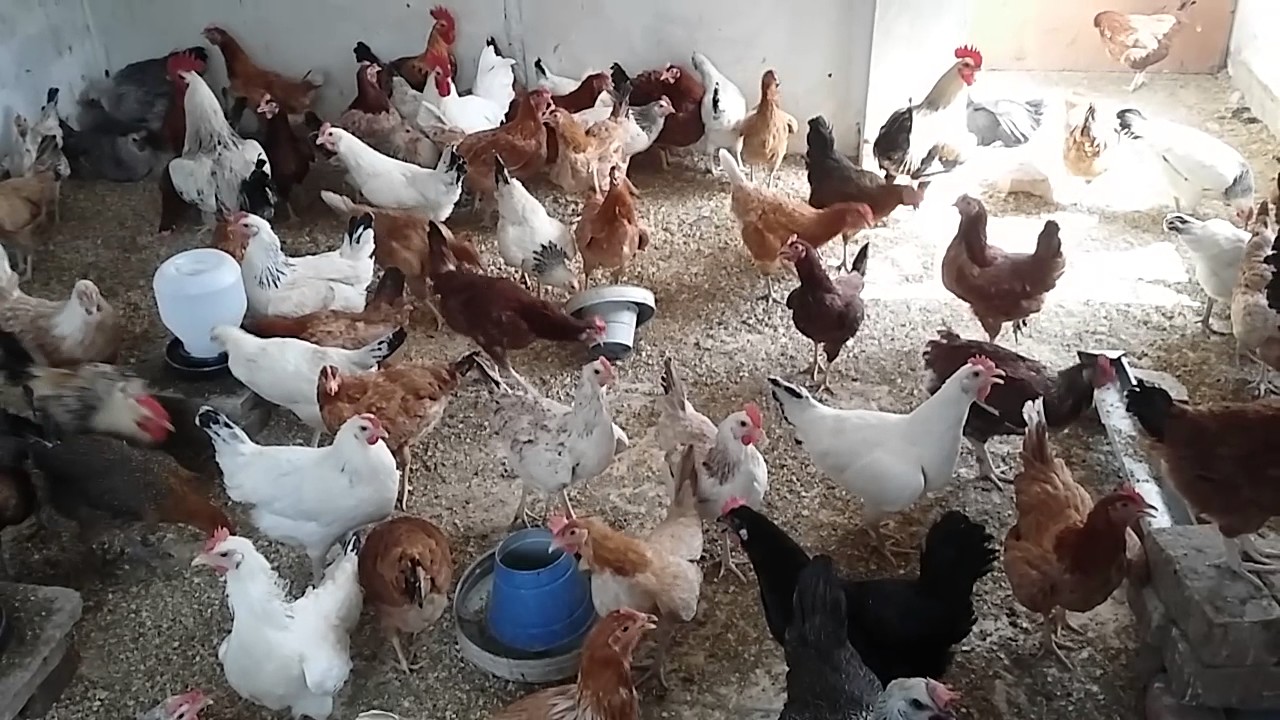 Organic Layer Farm - McMurray's Islamabad - YouTube