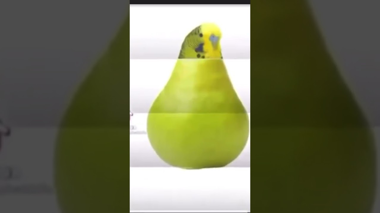 Pear Bird!!!!! - YouTube