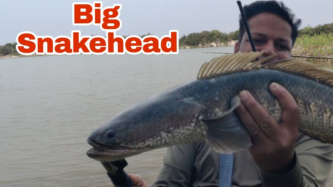 Fishing videos Amazing Murrel Snakehead Fishing Maral catching - YouTube