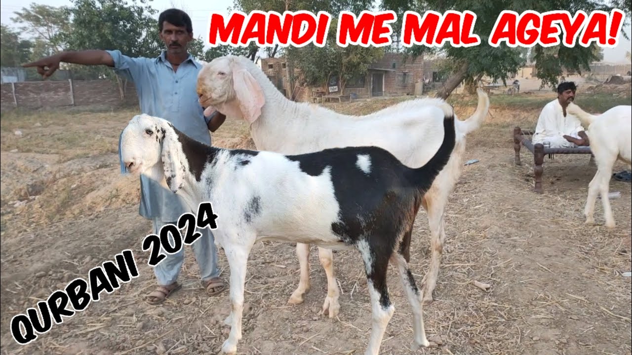 mandi may Mal ana shuru ho geya | rajanpuri bakre makhi chine bakre ...