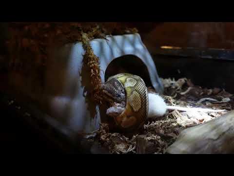 Python Kills Mouse / warning live feeding - YouTube