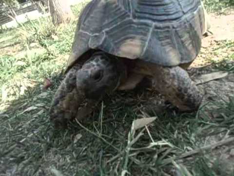 Top 26 Weird Turtle Facts - YouTube