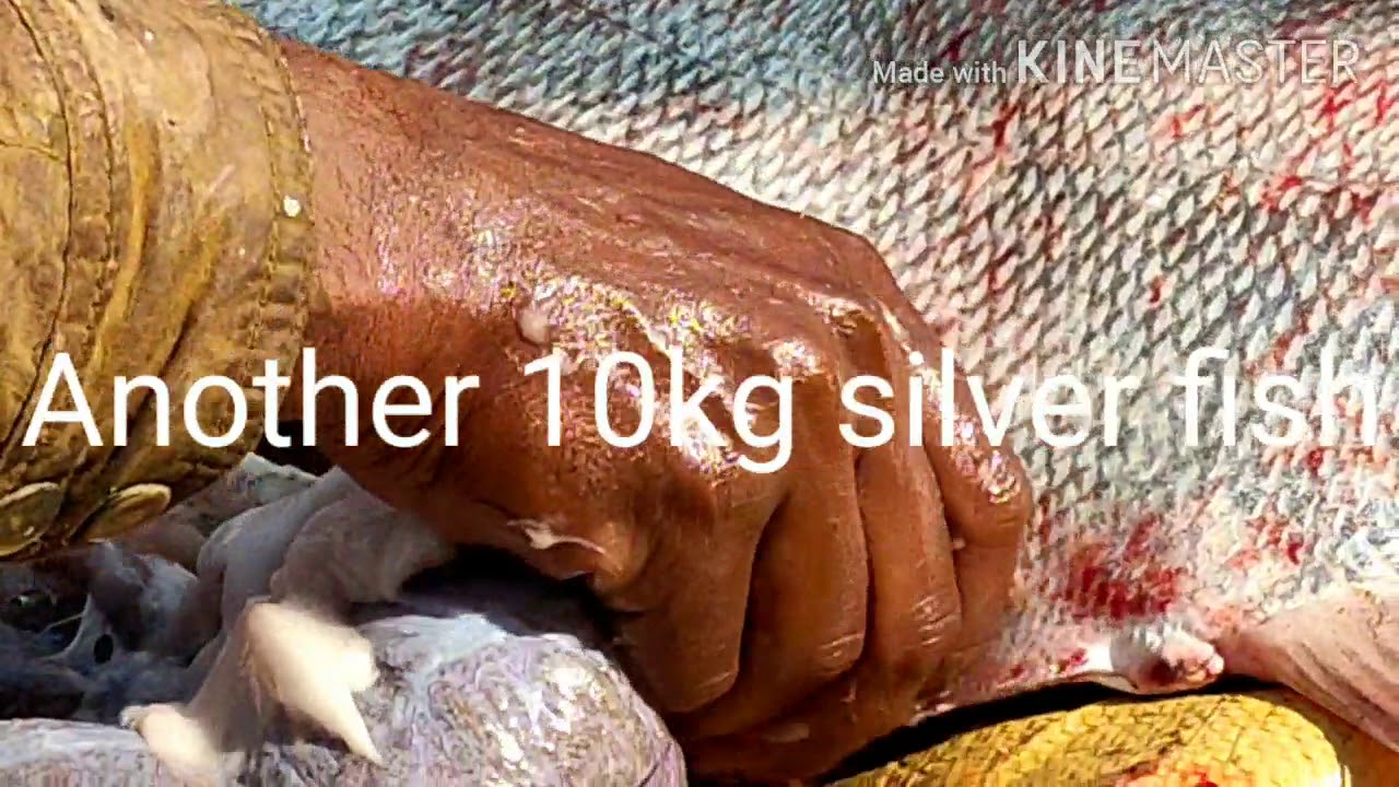 On same day another fish of 10 kg - YouTube