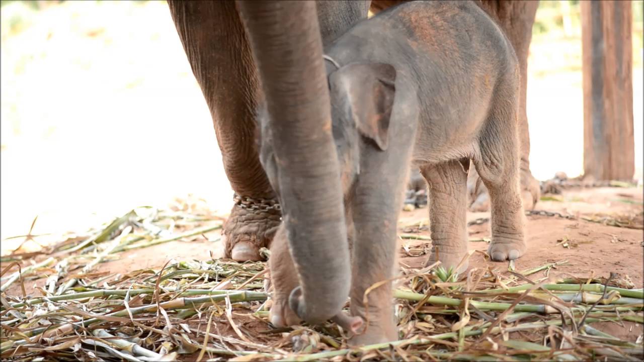 Baby elephant 2days breast feeding from mother @Elephant's village ...