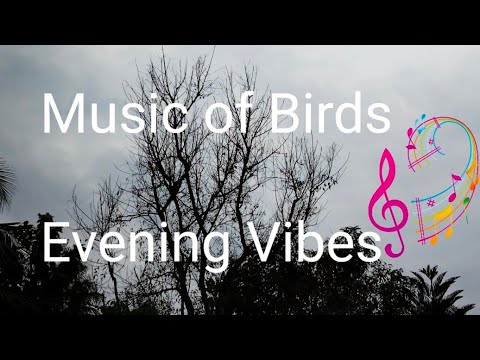 Real and Natural instruments||Music of Birds||Evening Vibes - YouTube