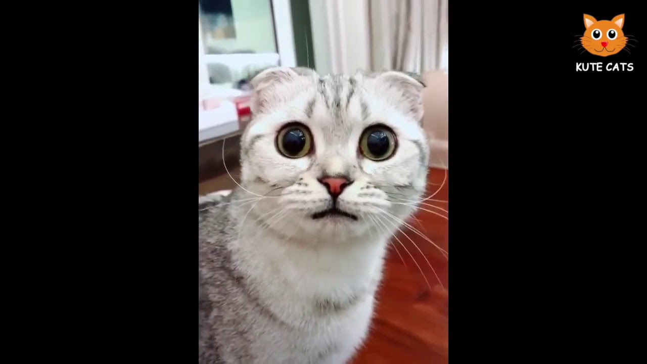 Talking Kitty Cat Best Funny , Cute Cat And Animals In The World #124 ...