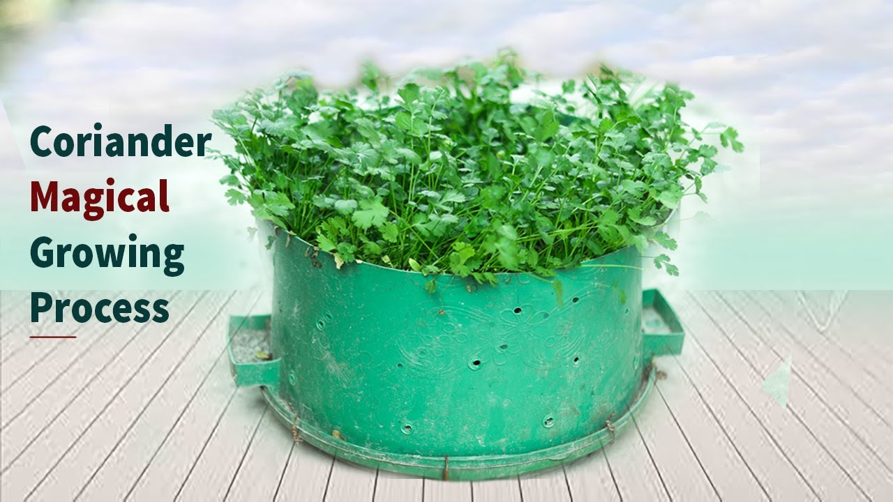 Coriander Magical Growing Process In Tob । How To Grow Coriander From ...