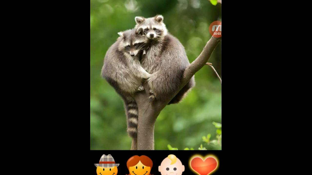 Zoola: Raccoon - YouTube
