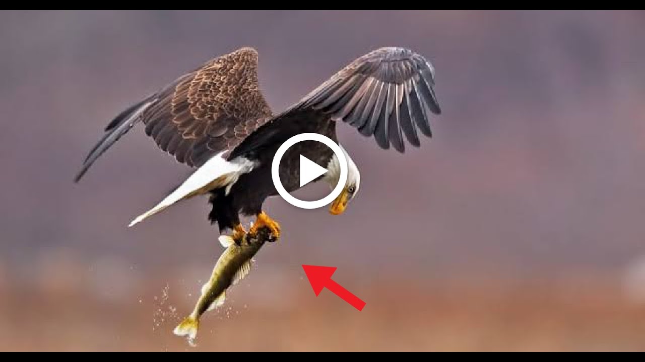 Eagle Chase Rabbit | Eagle Hunting Rabbit | Dog Vs Eagle Hunting Rabbit ...