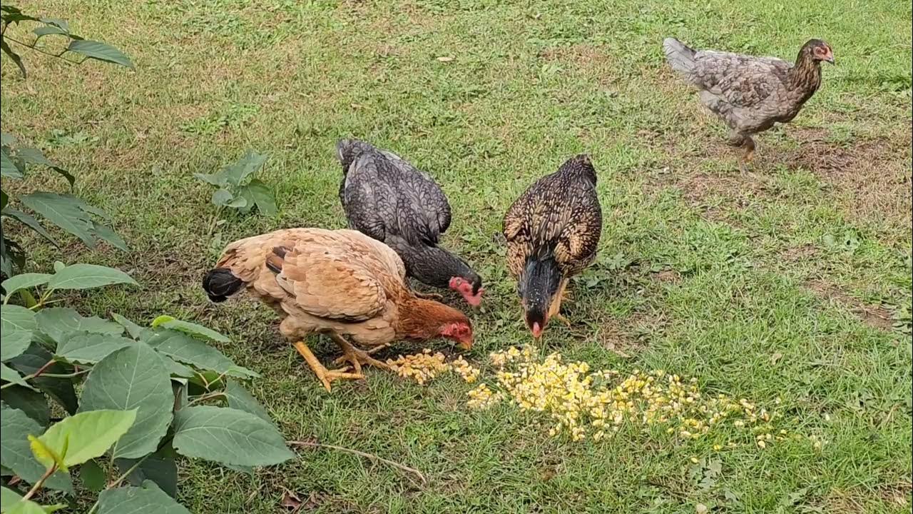 MUS PUB QAIB THAIB NAWB 10/9/2023 - YouTube