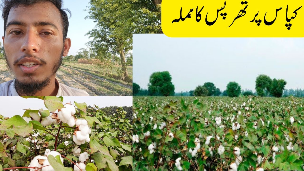 Cotton pr virus ka hmla | Cotton | Rangla Punjab | National Assembly ...