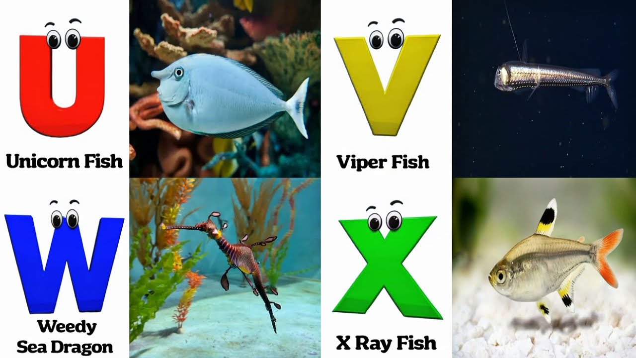 ABC Song | Sea 🐟 Animals ABC Song | Phonics for Kids, Learn ABC, Baby ...