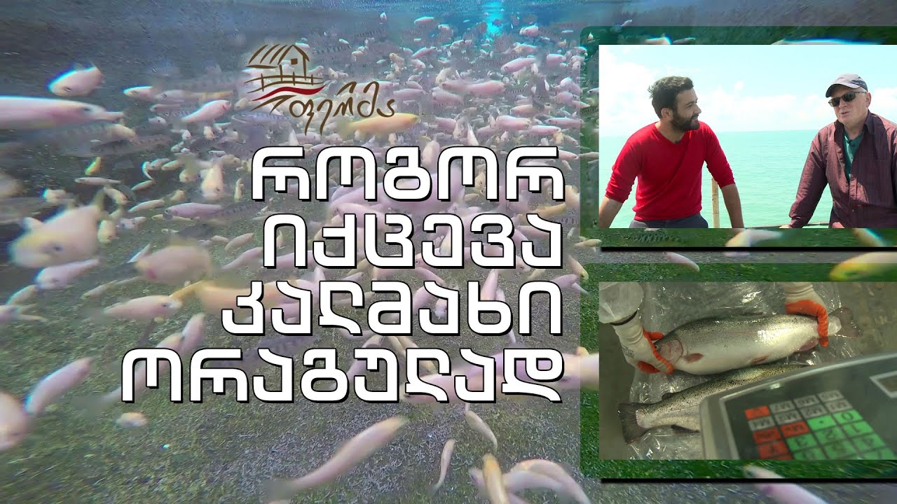 ფერმა როგორ იქცევა კალმახი ორაგულად Youtube