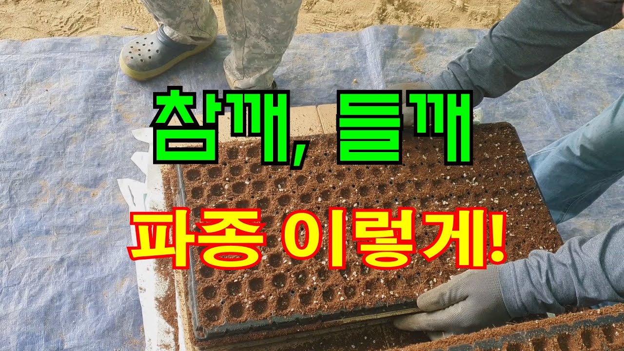 들깨 트레이 씨넣기의 정석 들깨 들기름 참개 참기름 파종기 트레이 포트 Youtube