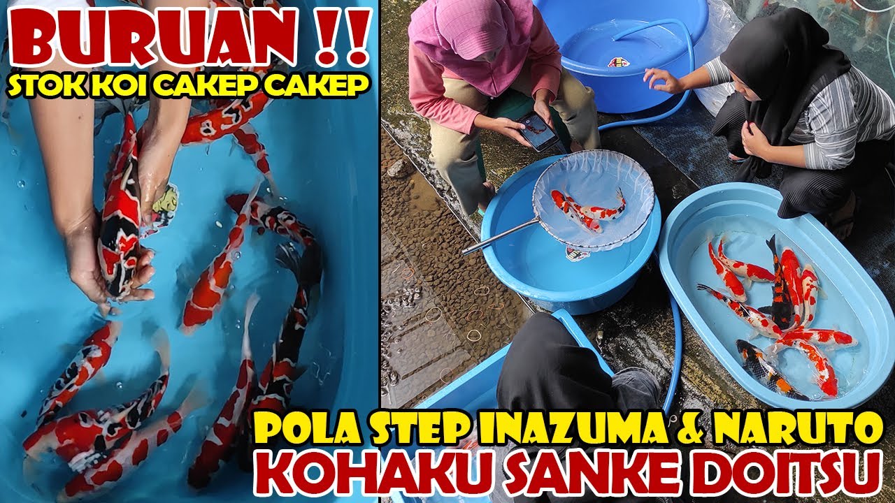 JANGAN LEWATKAN KOI NARUTO & INAZUMA KOHAKU SANKE SHOWA DOITSU CIAMIK ...