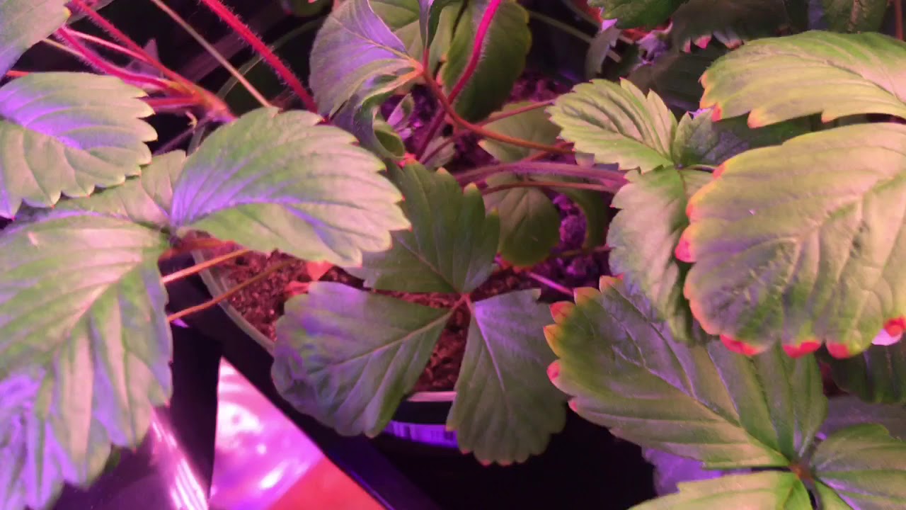 Easiest way to clone/clip strawberry runners - YouTube