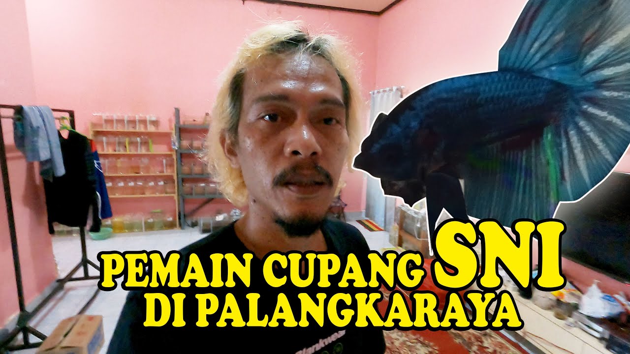 PEMAIN CUPANG SNI DI PALANGKARAYA samson cupang ngedok - YouTube