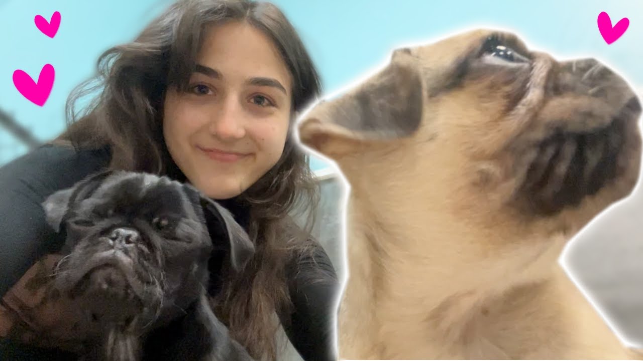 WE HUNG oUT WITH MY DREAM PUPPIES + LIFE CHATS | luda vlog - YouTube