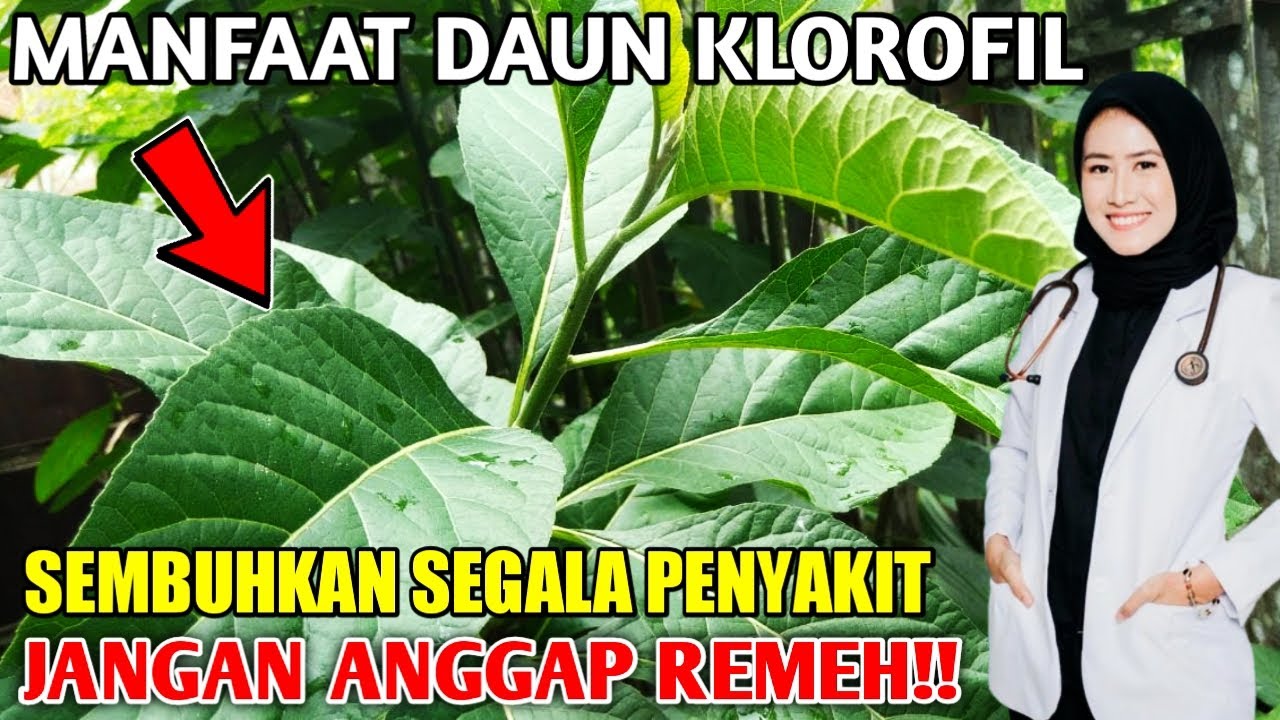 Jarang Diketahui, Ini 4 Manfaat Daun Klorofil bagi Kesehatan - Teras ...