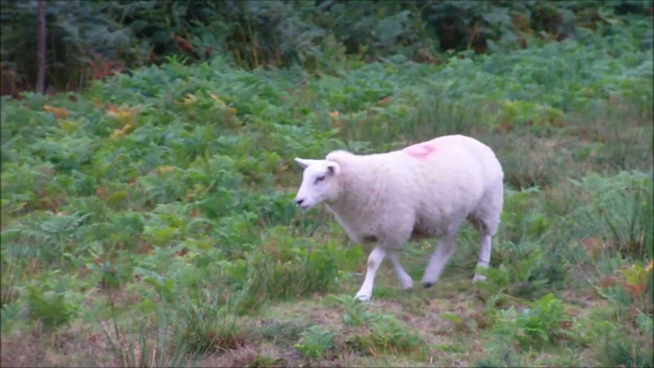 Sheep - does a very unexpected thing - odd and hilarious!! - YouTube