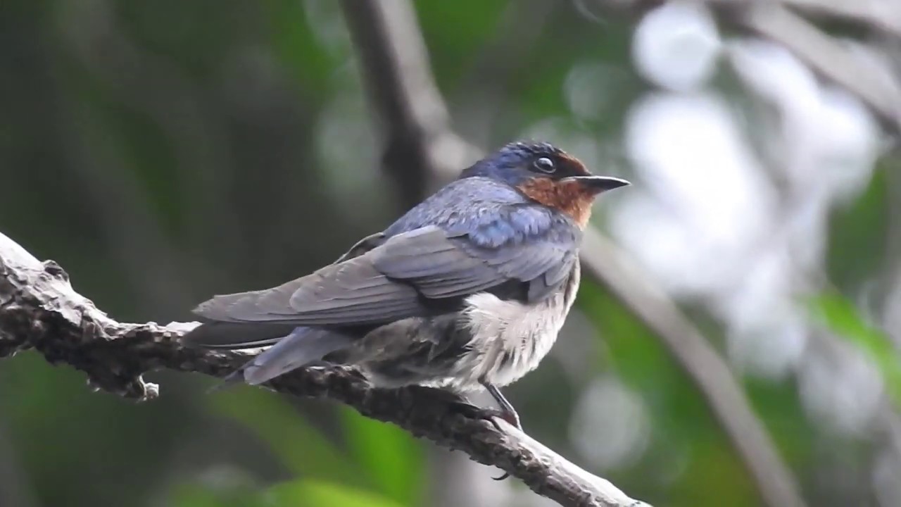 Pacific Swallow (Hirundo tahitica) ssp: javanica - YouTube