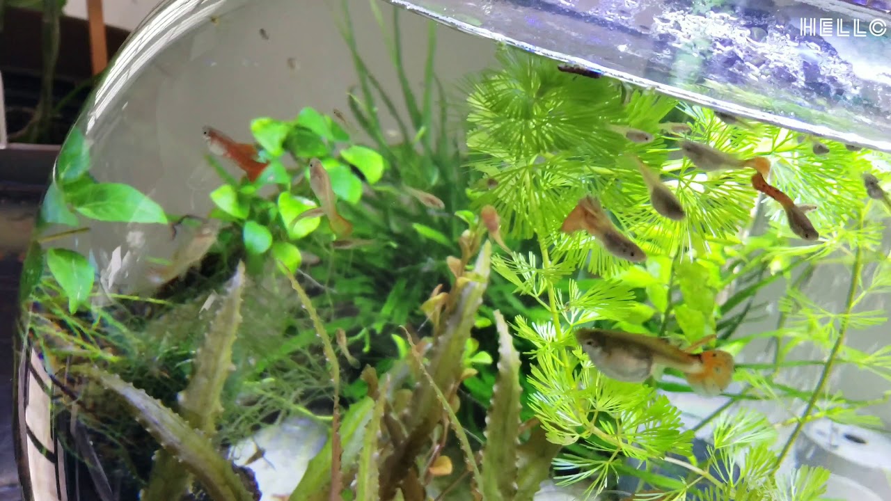 Aquatic plants with fish babies guppies and sucker fish - YouTube