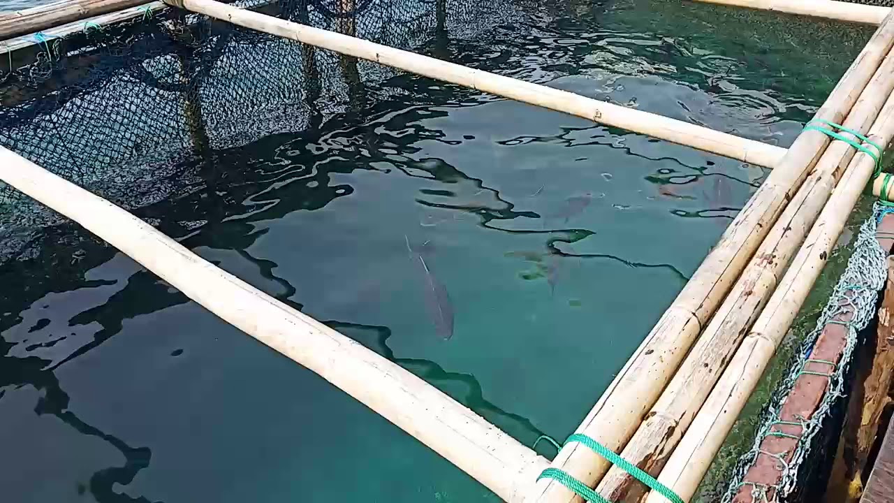 Ikan bobara dalam keramba - YouTube
