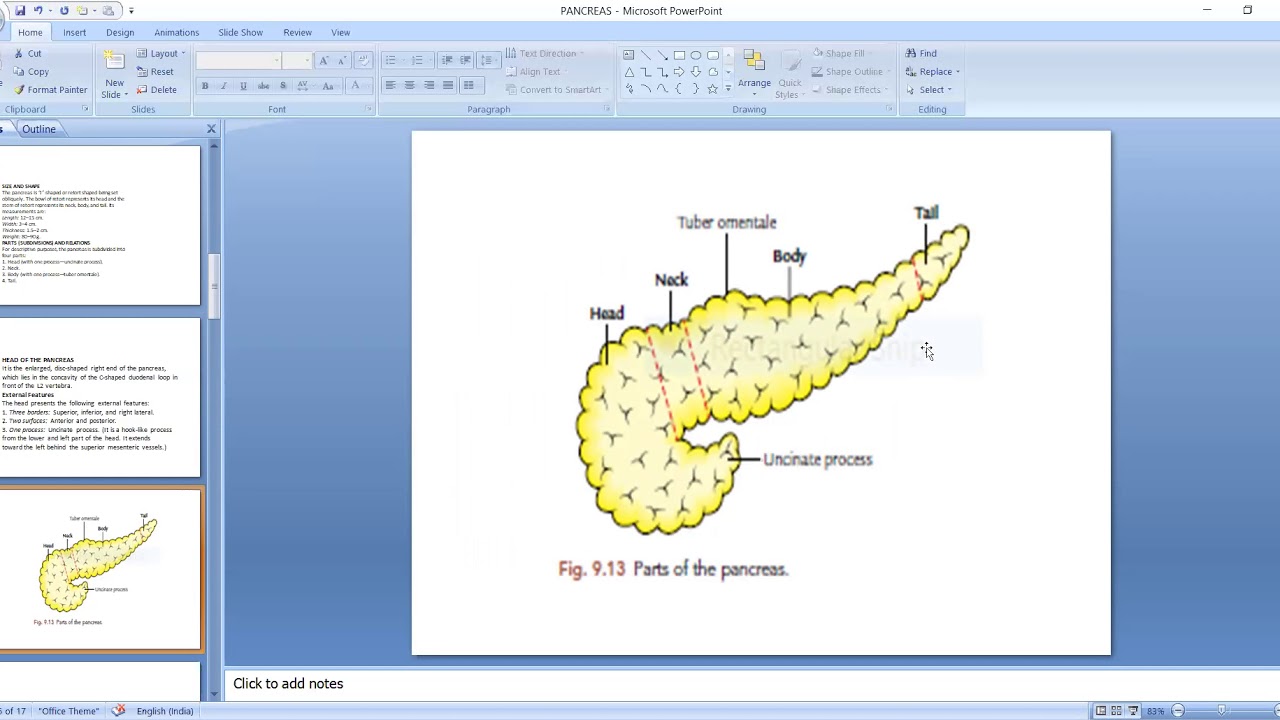 ANATOMY OF PANCREAS - YouTube